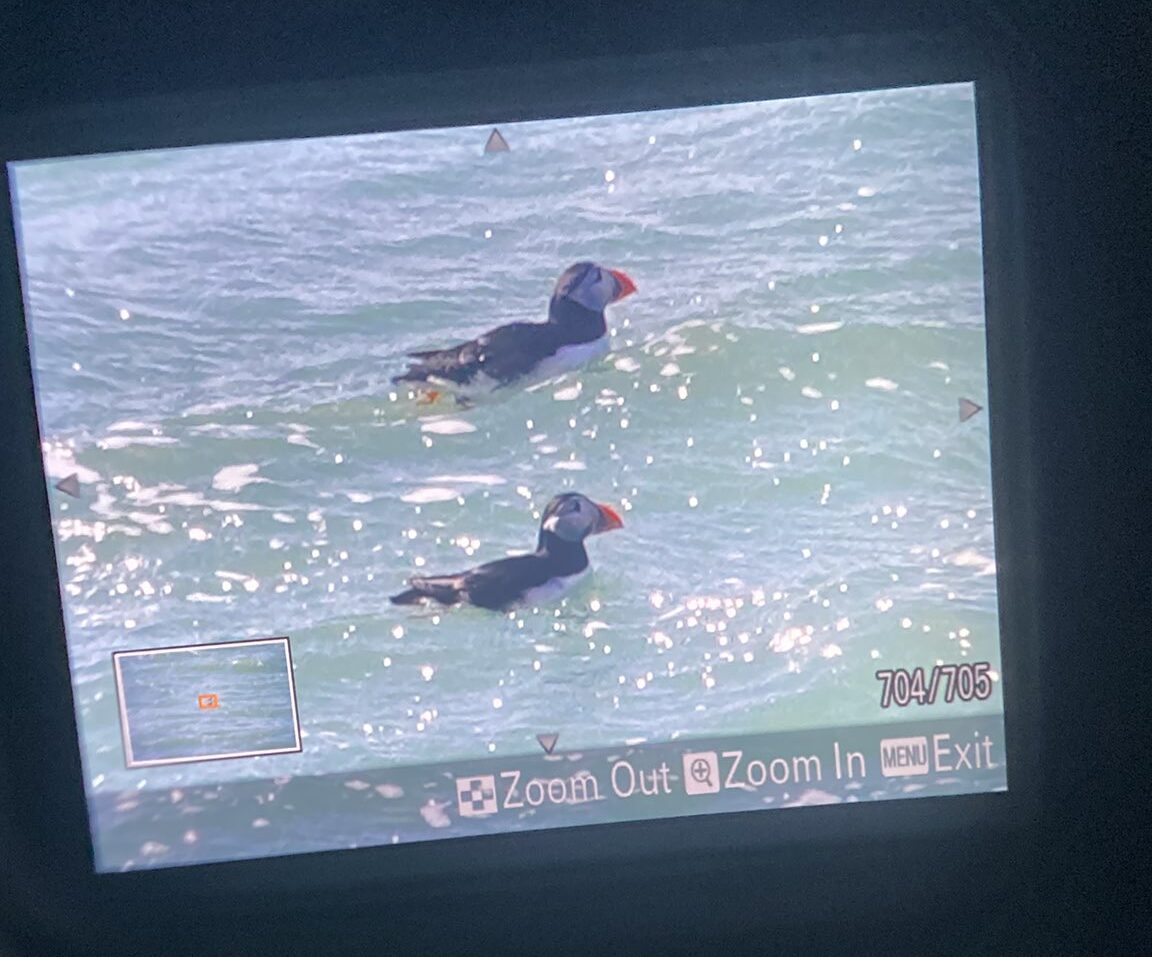 Harbour Update - posted 13/04/23 - Birds of Poole Harbour
