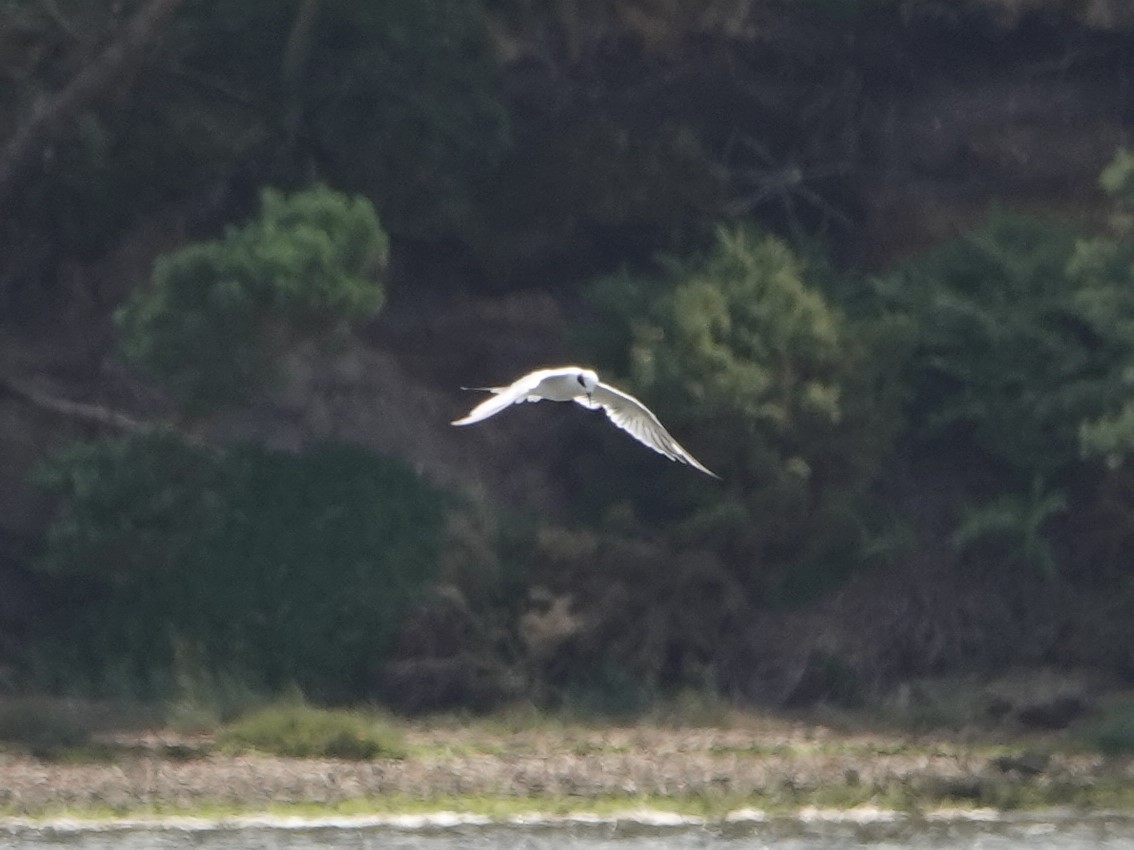 Harbour Update – posted 23/07/23 - Birds of Poole Harbour