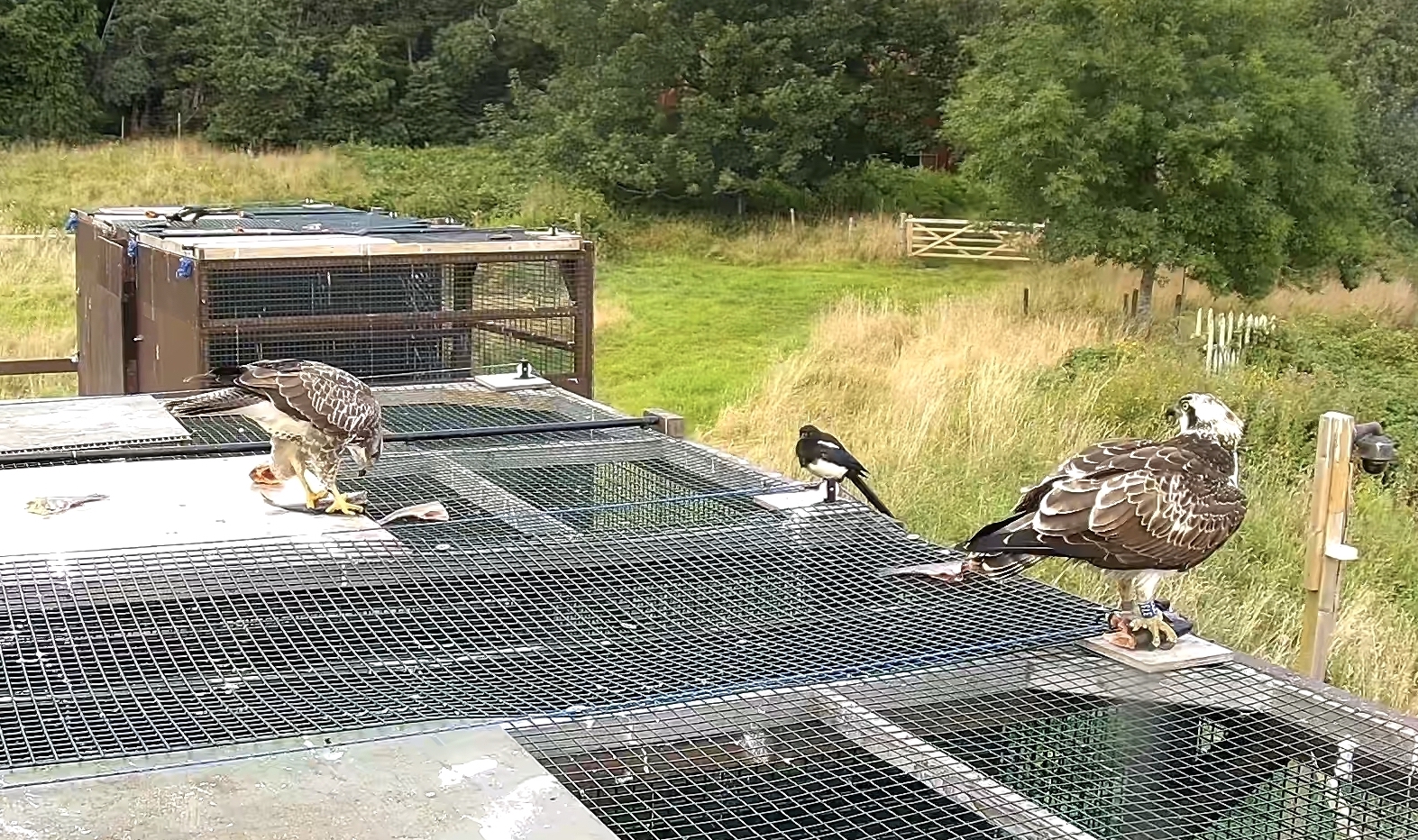 Osprey Translocation Update 2023 - Birds of Poole Harbour