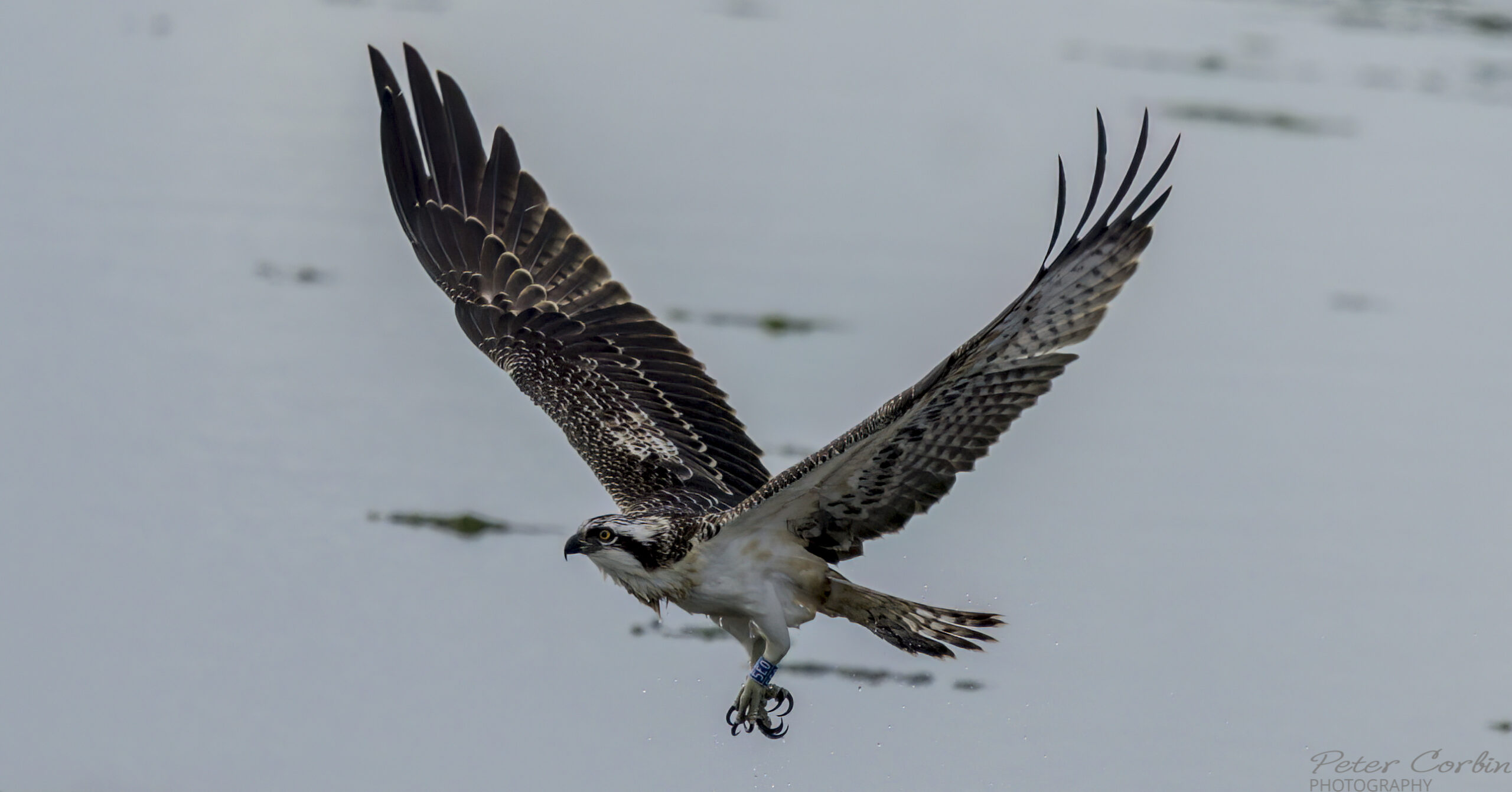 Harbour Update – posted 28/08/23 - Birds of Poole Harbour