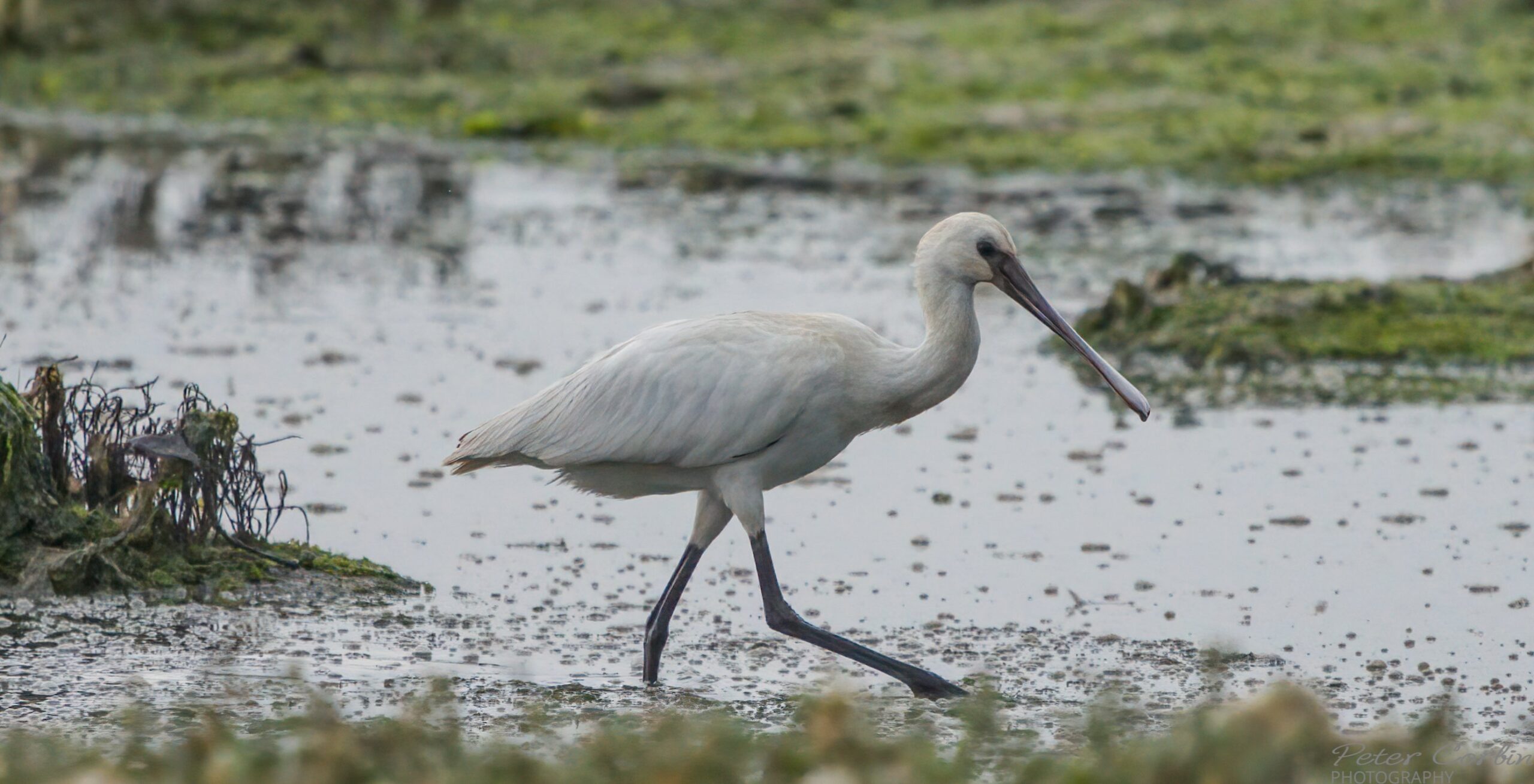 Harbour Update – posted 09/10/23 - Birds of Poole Harbour