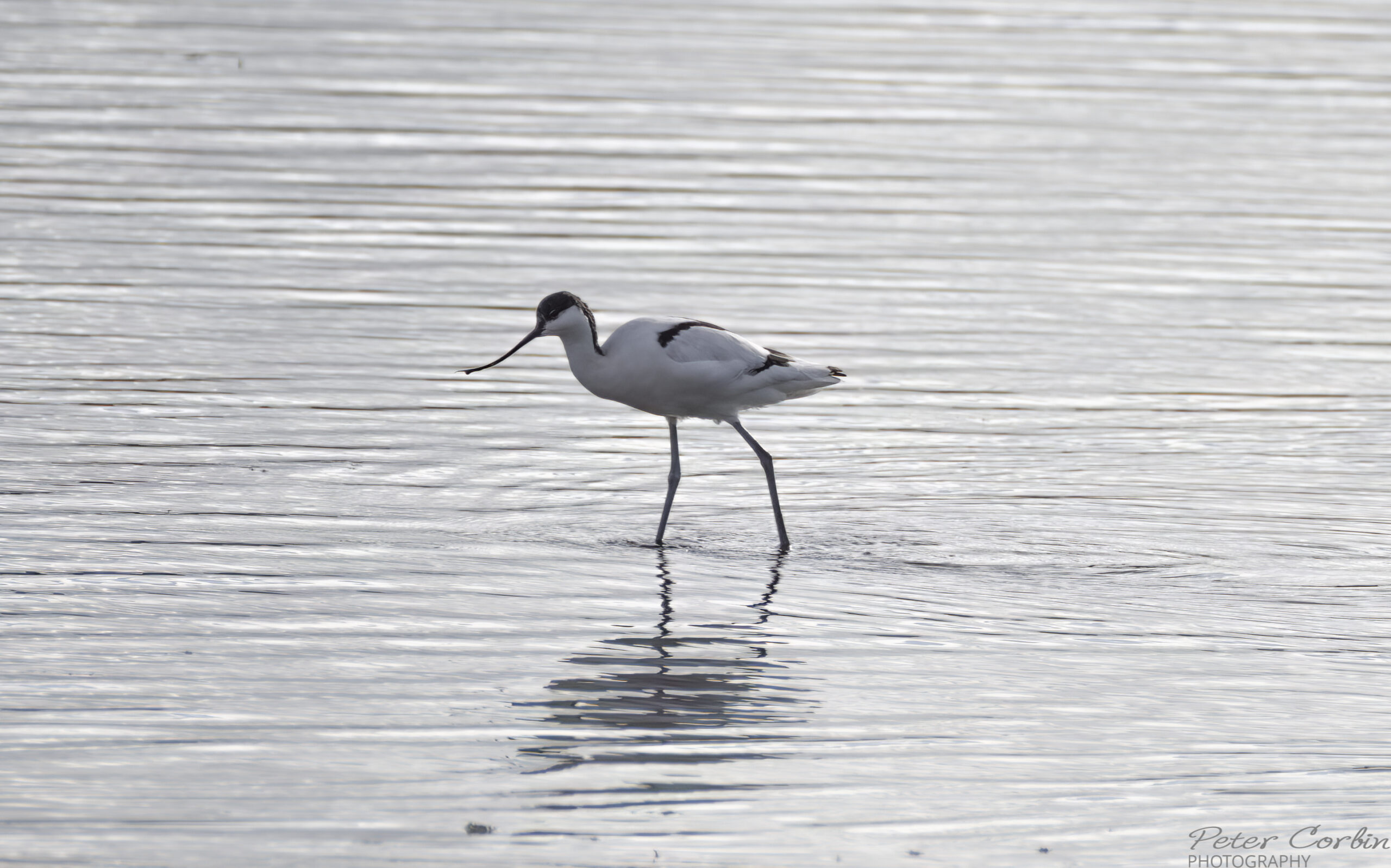 Harbour Update - posted 10/11/23 - Birds of Poole Harbour