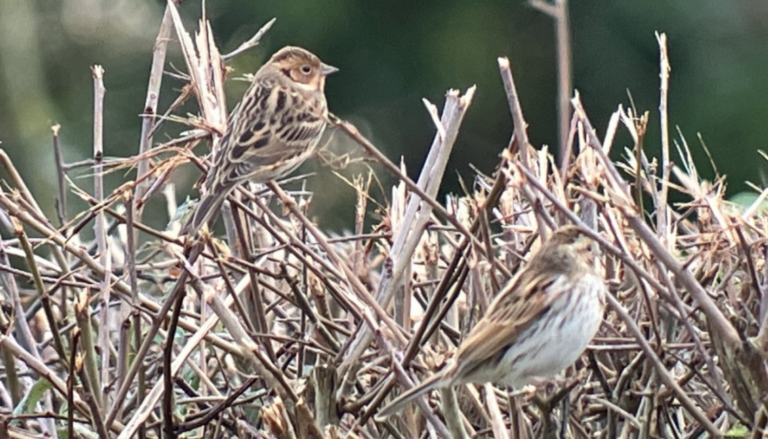 Sightings Archive - Birds of Poole Harbour