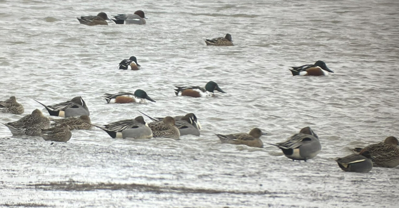 Sightings Archive - Birds of Poole Harbour