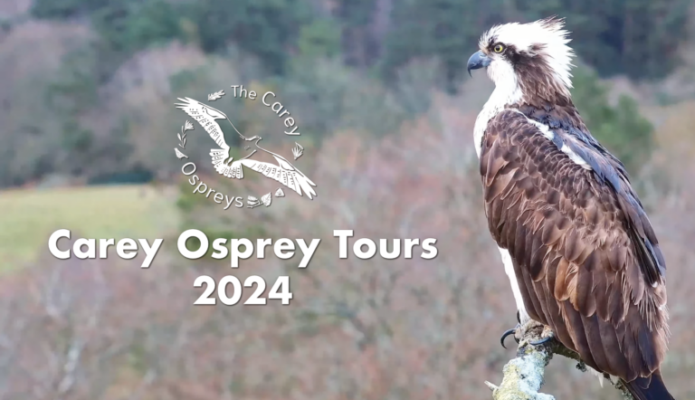 Carey Osprey Tours are Back for 2024! - Birds of Poole Harbour