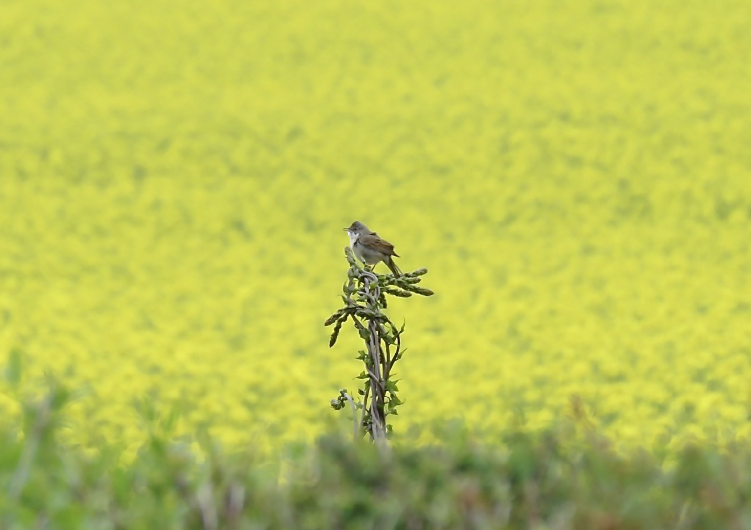 Sightings Archive - Birds of Poole Harbour