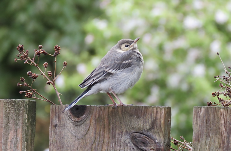 Sightings Archive - Birds of Poole Harbour