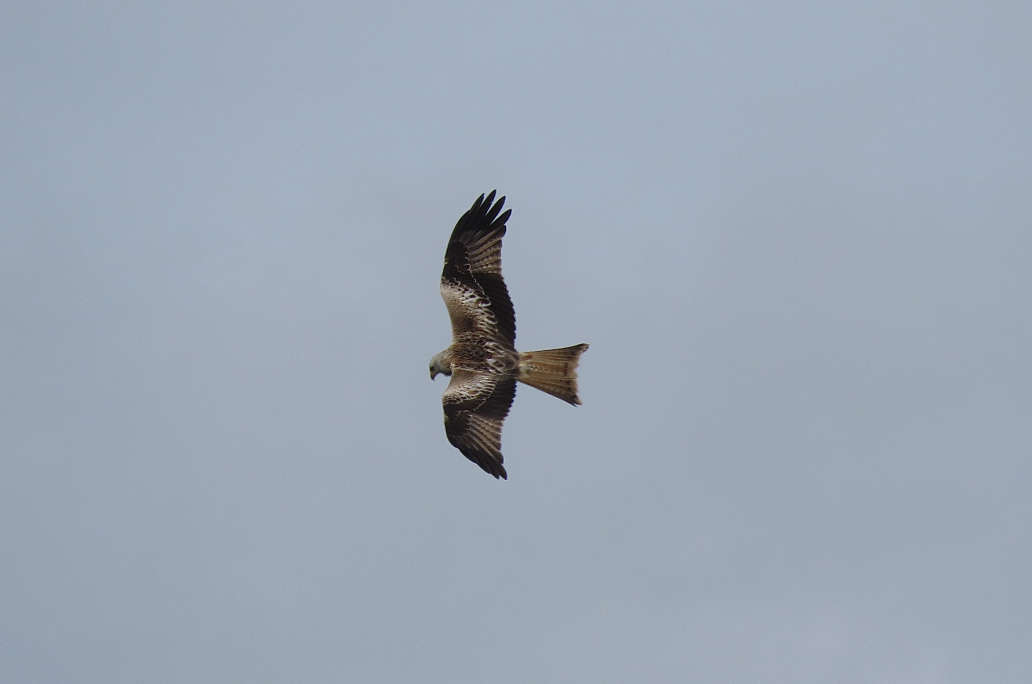 Sightings Archive - Birds of Poole Harbour