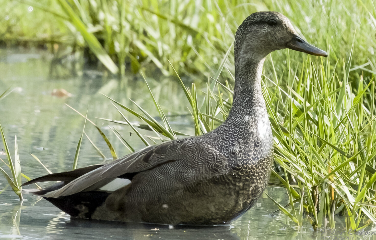 Sightings Archive - Birds of Poole Harbour
