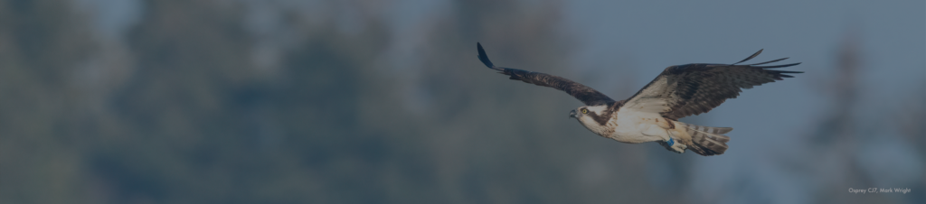 The Poole Harbour Osprey Project - Birds of Poole Harbour