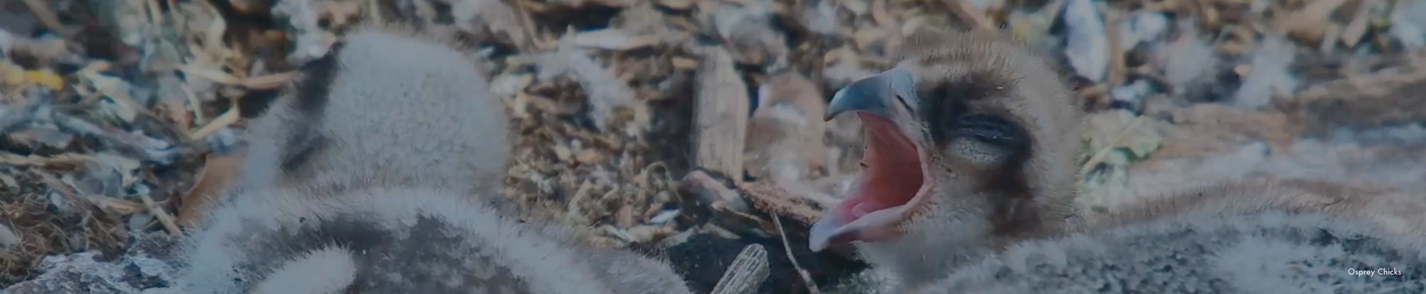 Poole Harbour Webcams - Birds of Poole Harbour