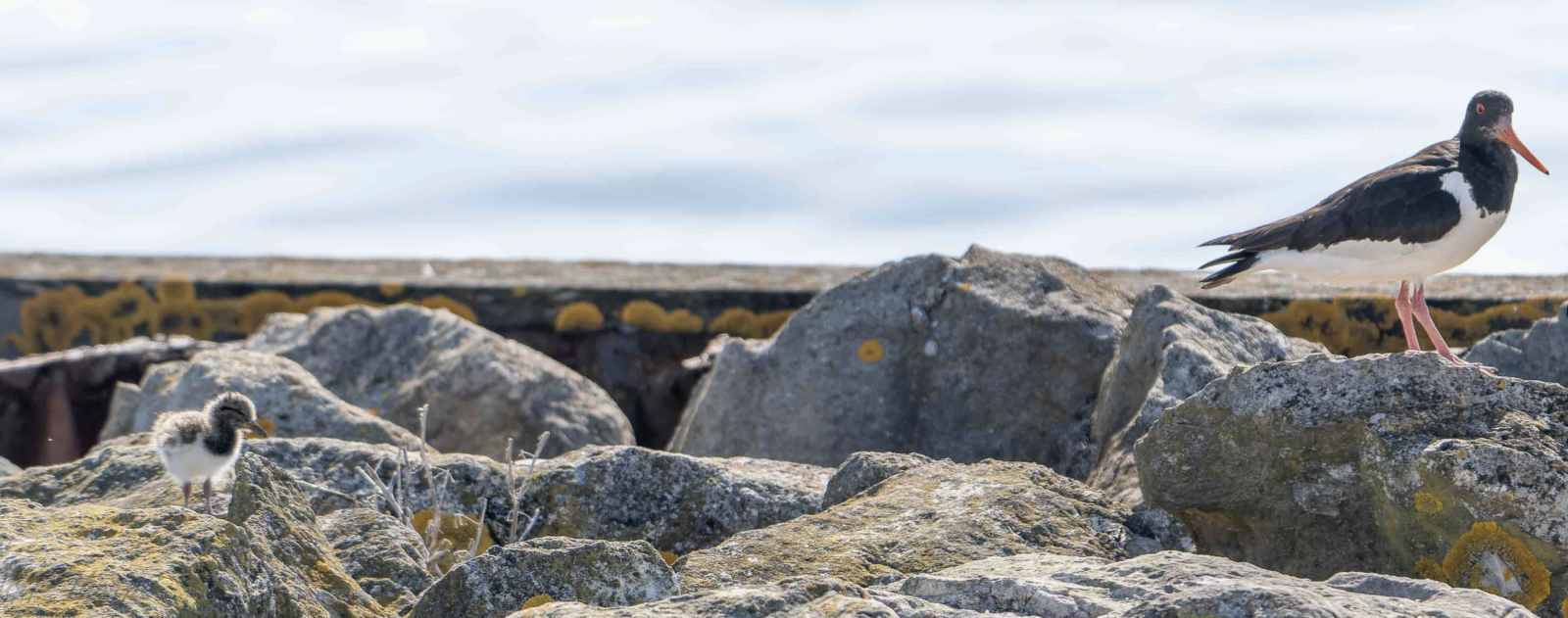 Sightings Archive - Birds of Poole Harbour