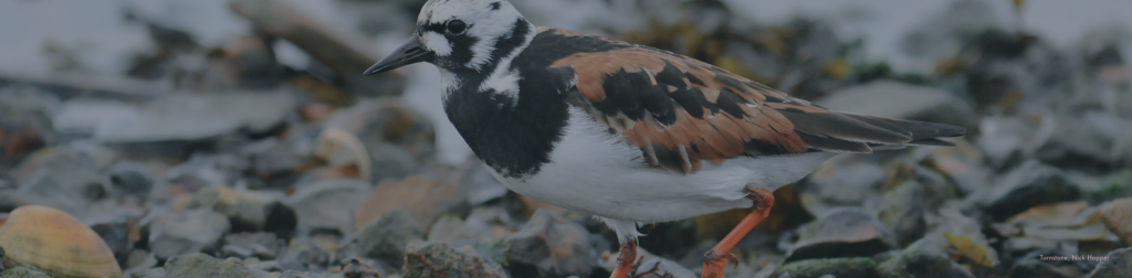 Contact us today to discover more about Birds of Poole Harbour - Birds ...