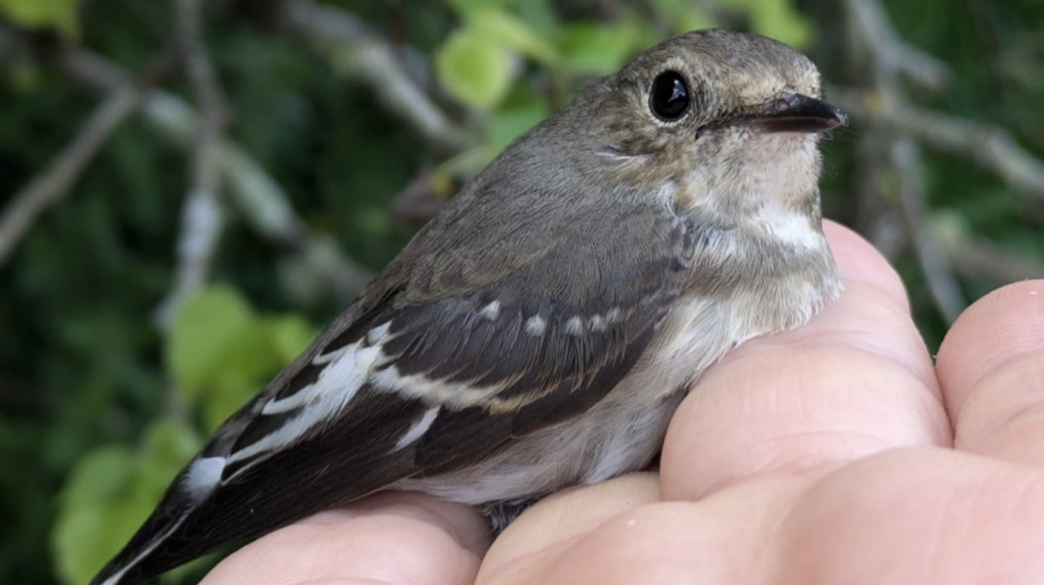 Sightings Archive - Birds of Poole Harbour