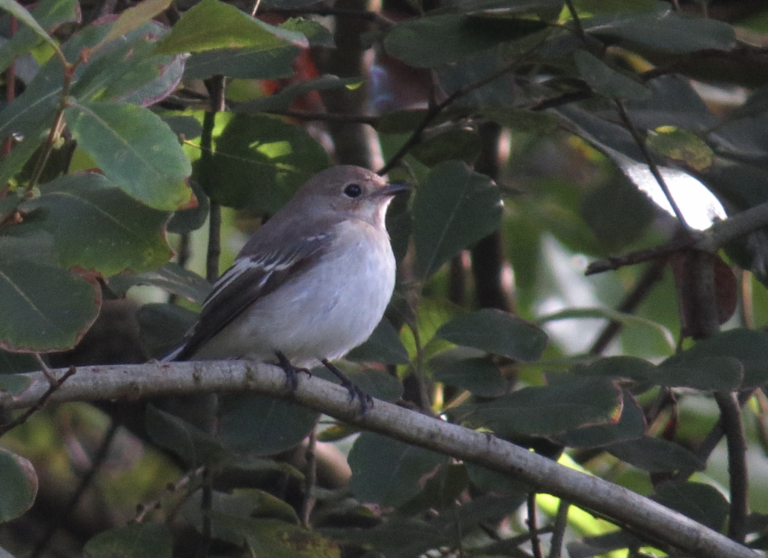 Sightings Archive - Birds of Poole Harbour