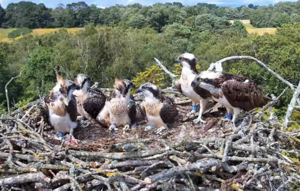 Poole Harbour Osprey Season 2024: A celebratory overview of the Carey ...