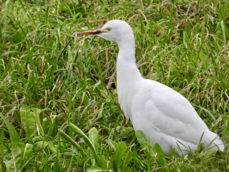 Sightings Archive - Birds of Poole Harbour