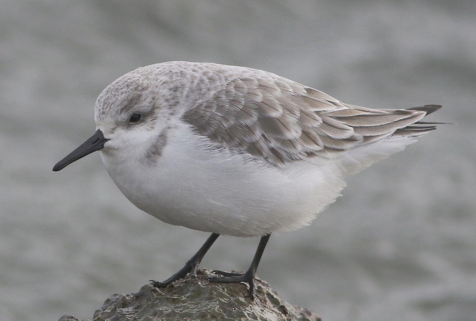 Sightings Archive - Birds of Poole Harbour