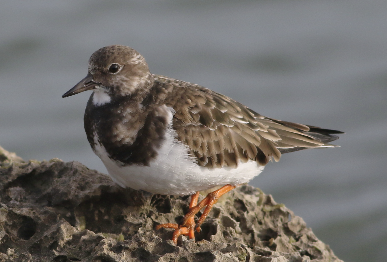 Sightings Archive - Birds of Poole Harbour