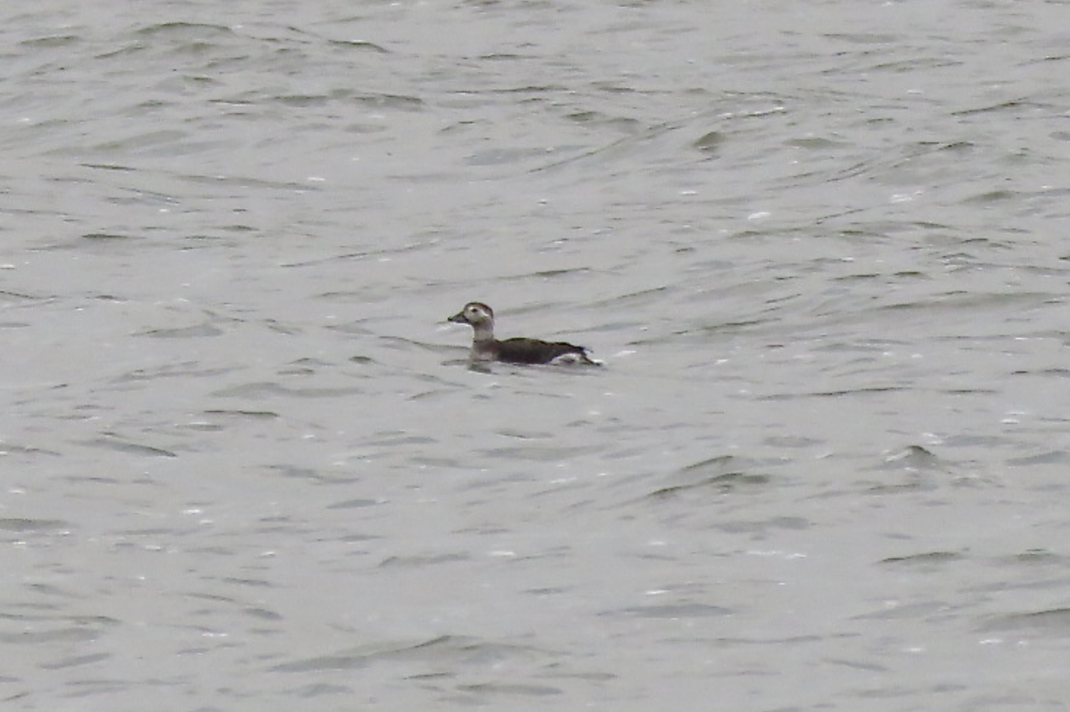 Sightings Archive - Birds of Poole Harbour