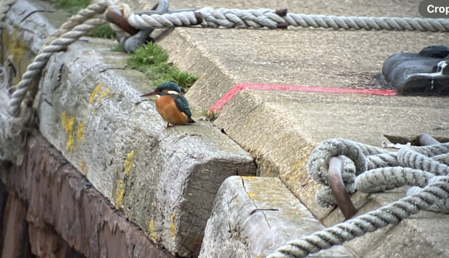 Sightings Archive - Birds of Poole Harbour
