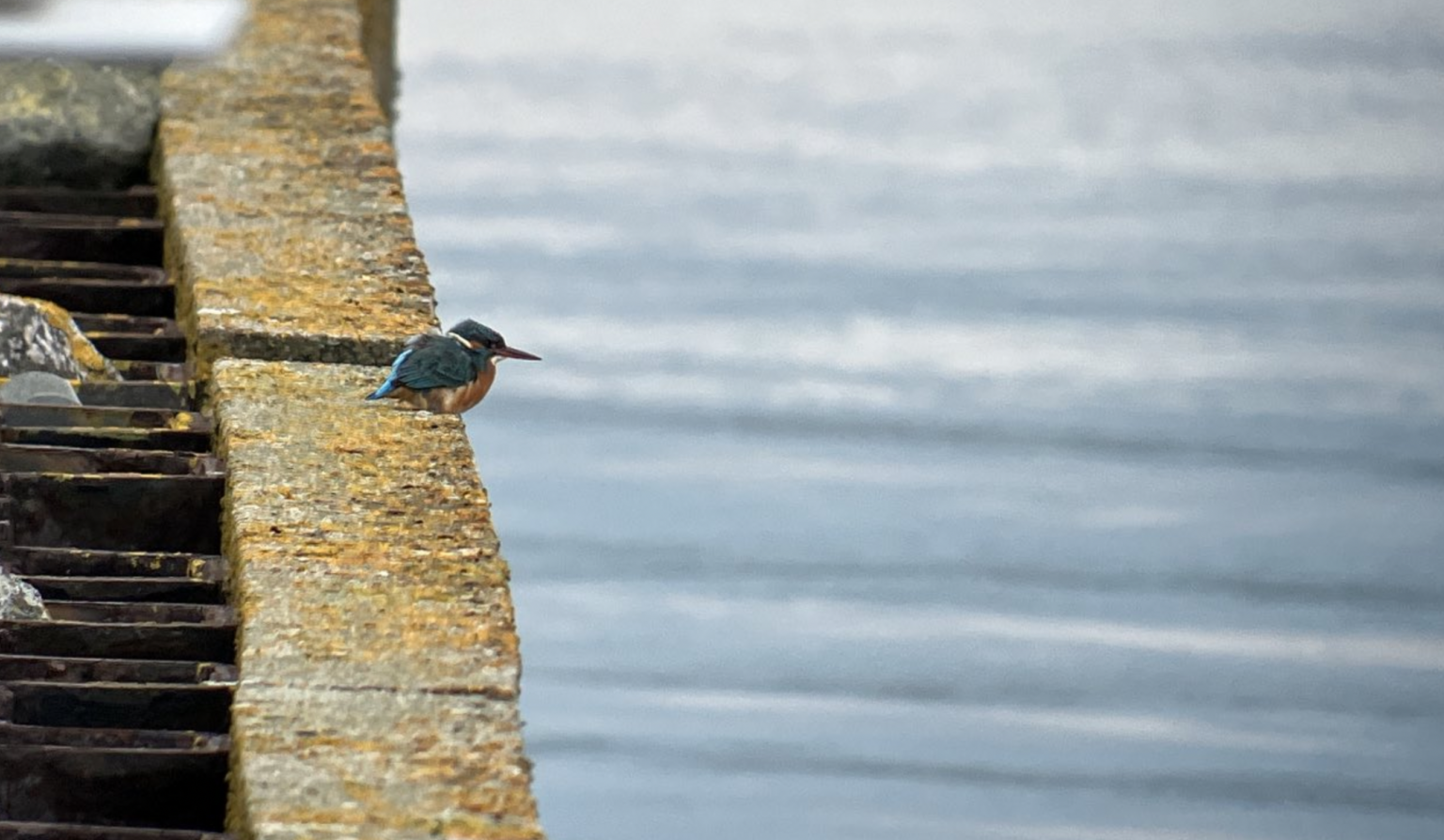 Sightings Archive - Birds of Poole Harbour