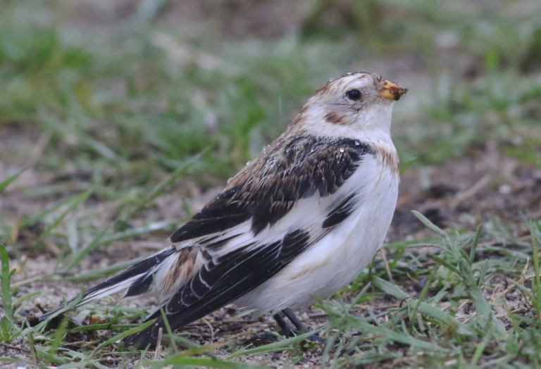 Sightings Archive - Birds of Poole Harbour
