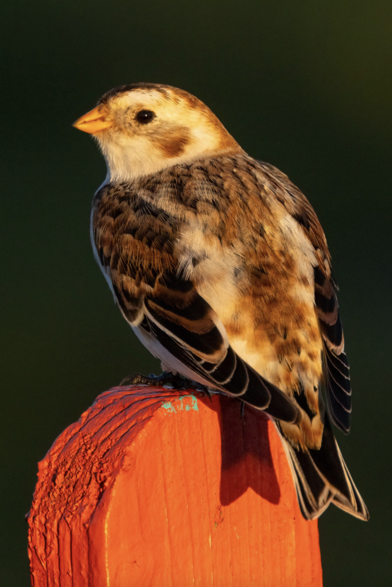 Sightings Archive - Birds of Poole Harbour