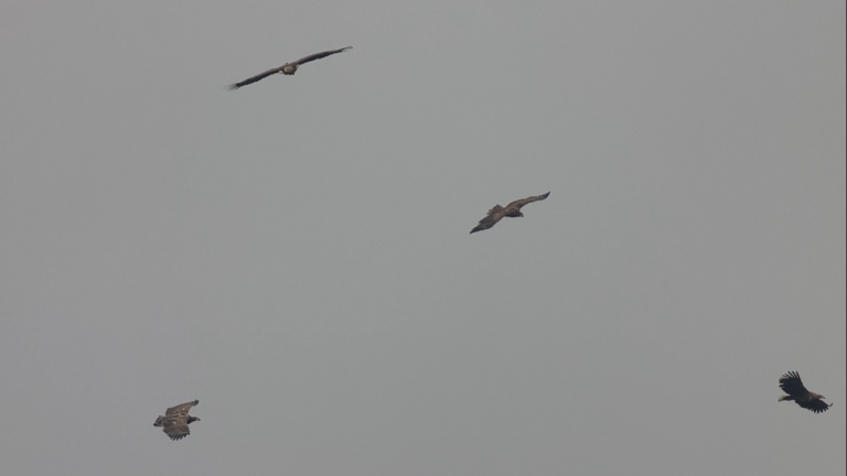 Sightings Archive - Birds of Poole Harbour