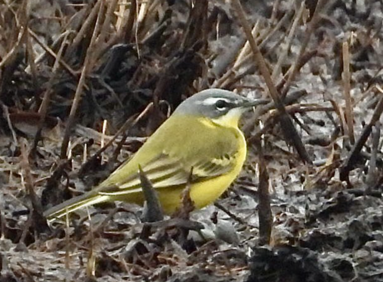 Sightings Archive - Birds of Poole Harbour