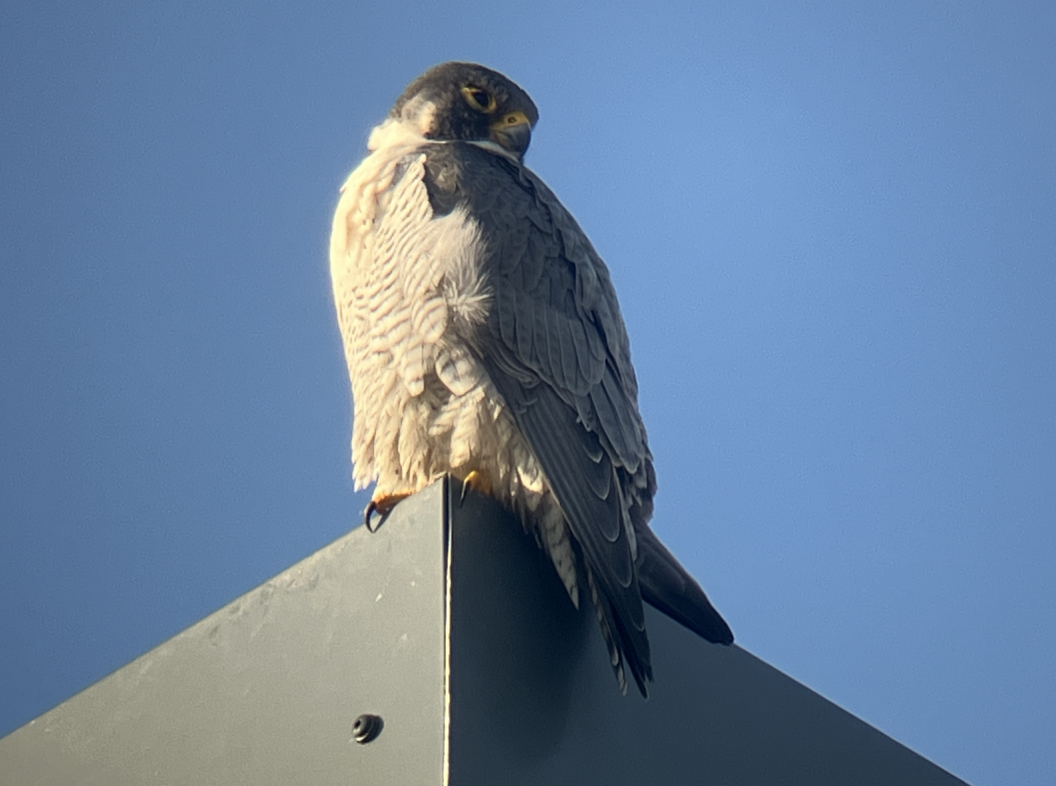 Sightings Archive - Birds of Poole Harbour