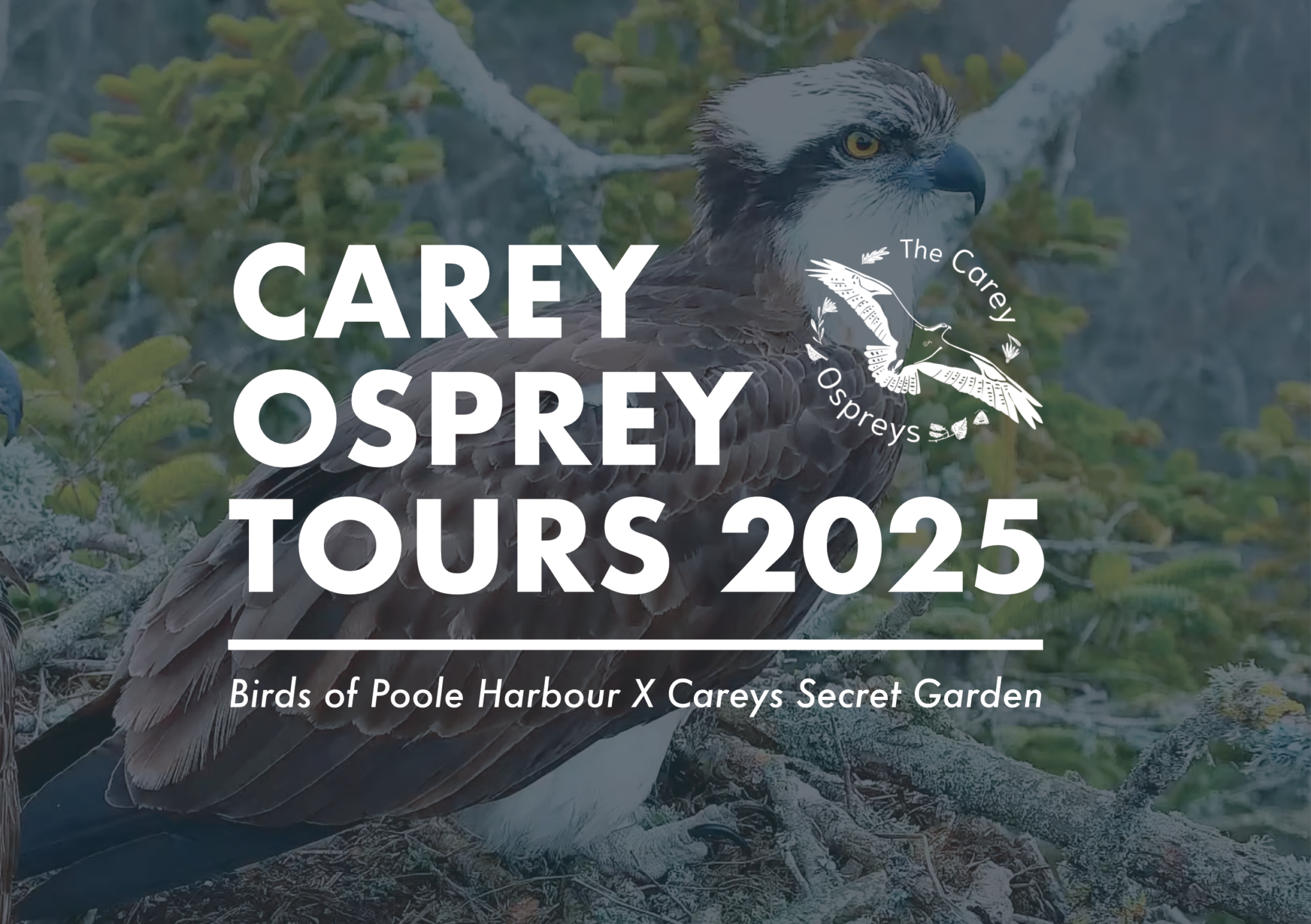Carey Osprey Tours Back for 2025! - Birds of Poole Harbour