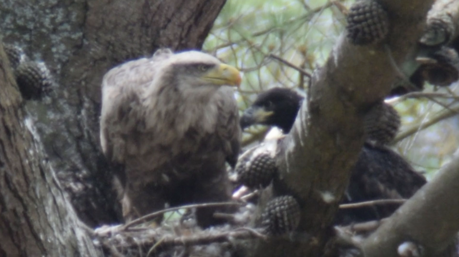 Record number of wild White-tailed Eagle chicks hatched in England this ...