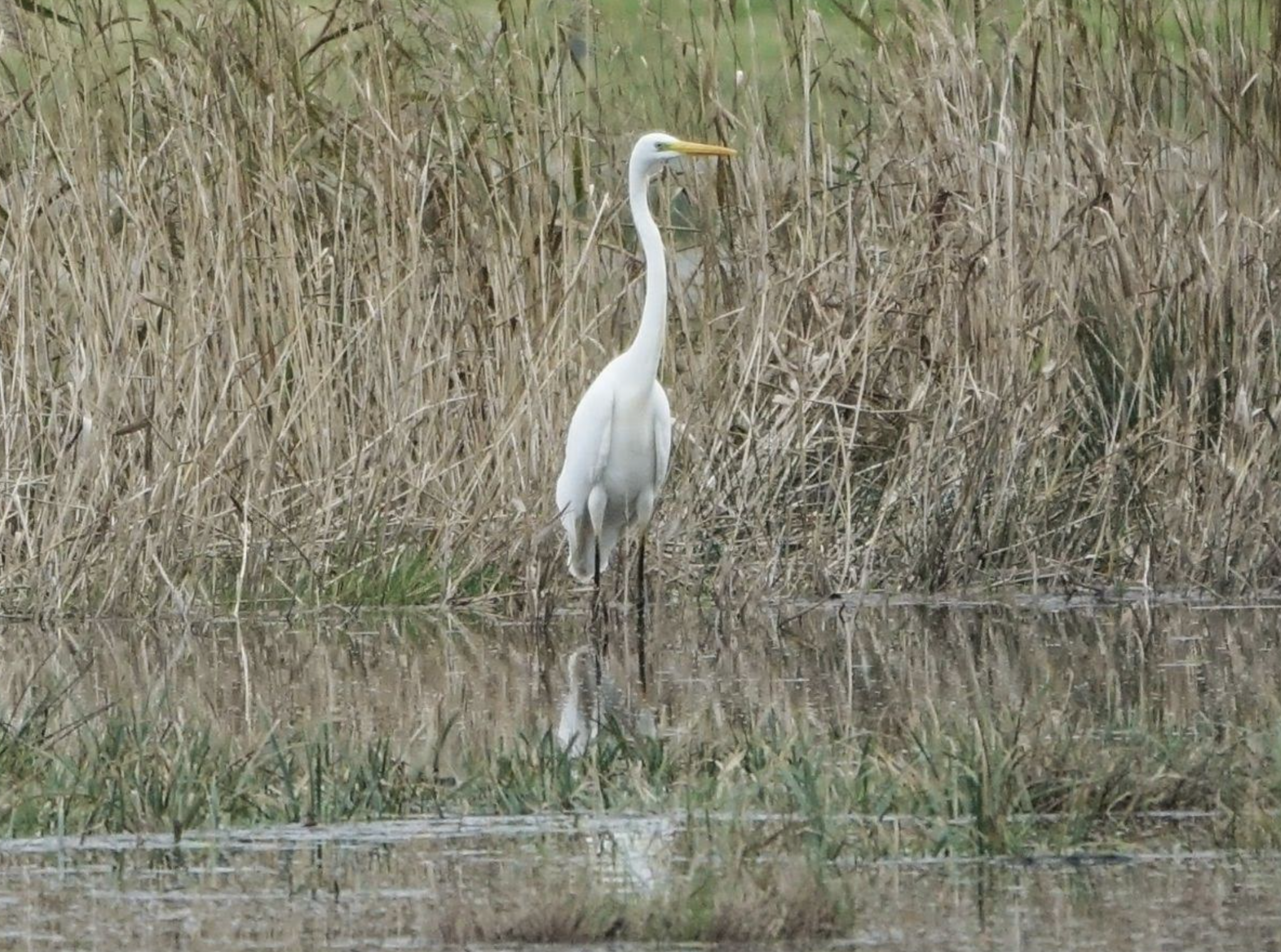 Harbour Update - 06/11/25 - Birds of Poole Harbour
