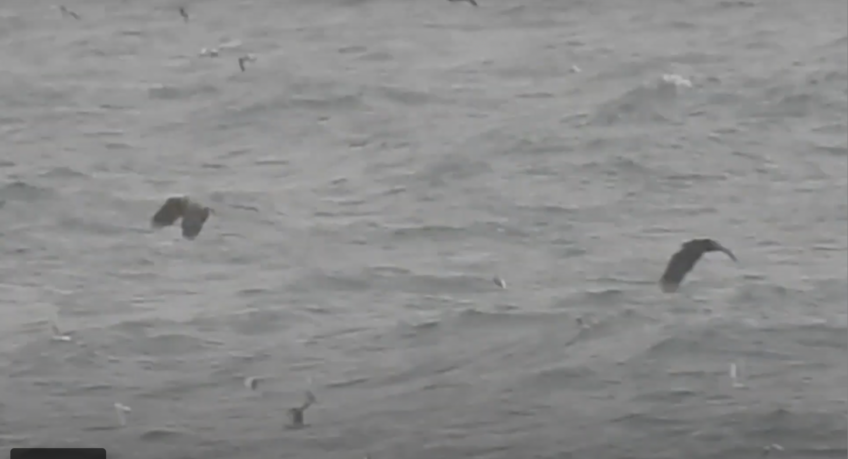 Harbour Update - 09/11/25 - Birds of Poole Harbour