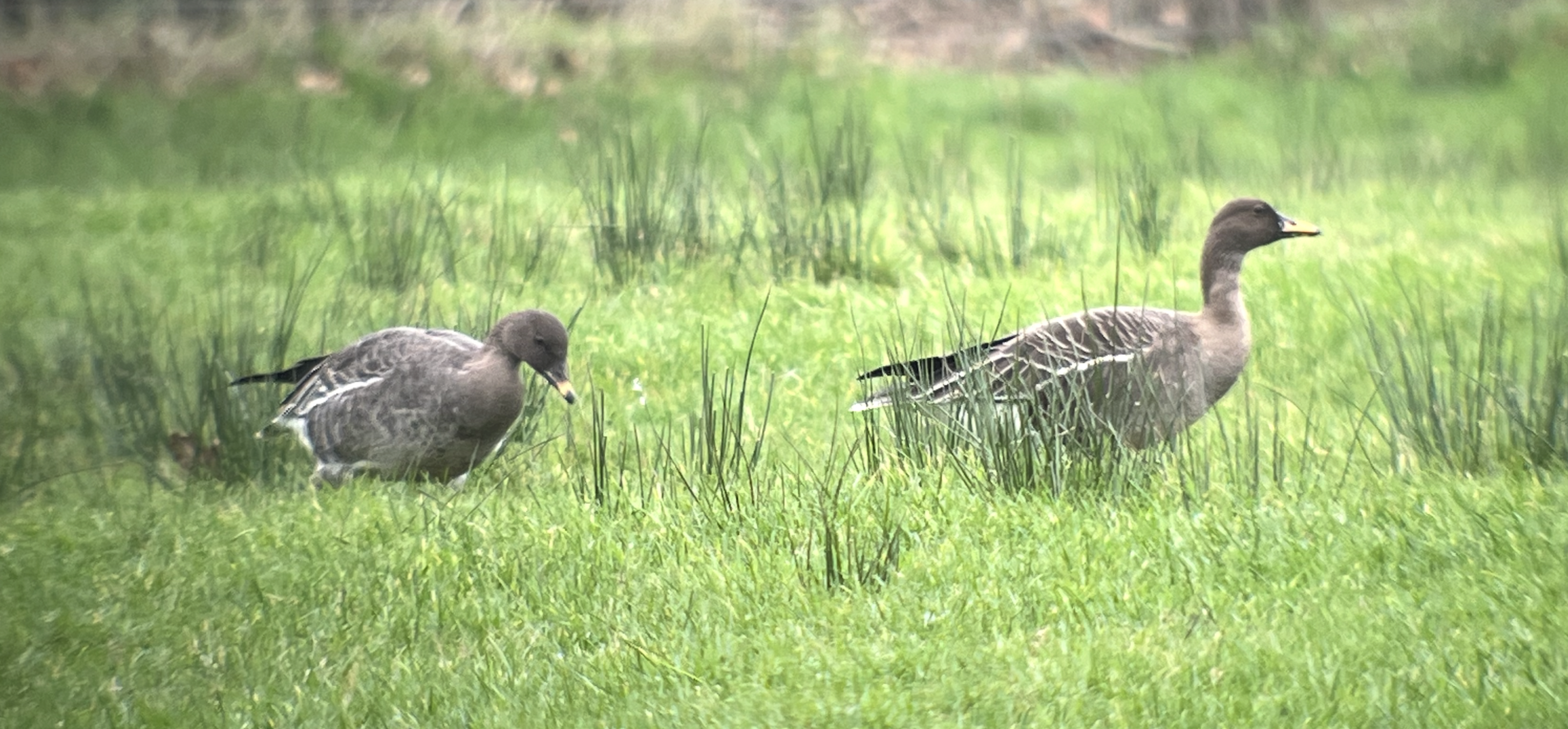 Harbour Update - 28/12/25 - Birds of Poole Harbour